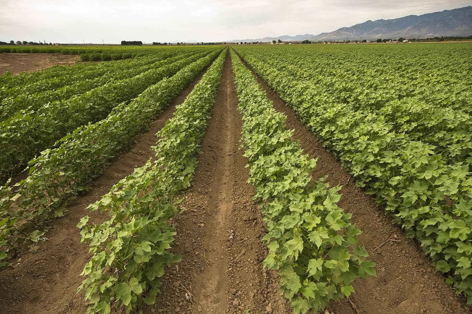 Agriculture-field-Pima-Co-2000px – Arizona Ombudsman Citizens' Aide